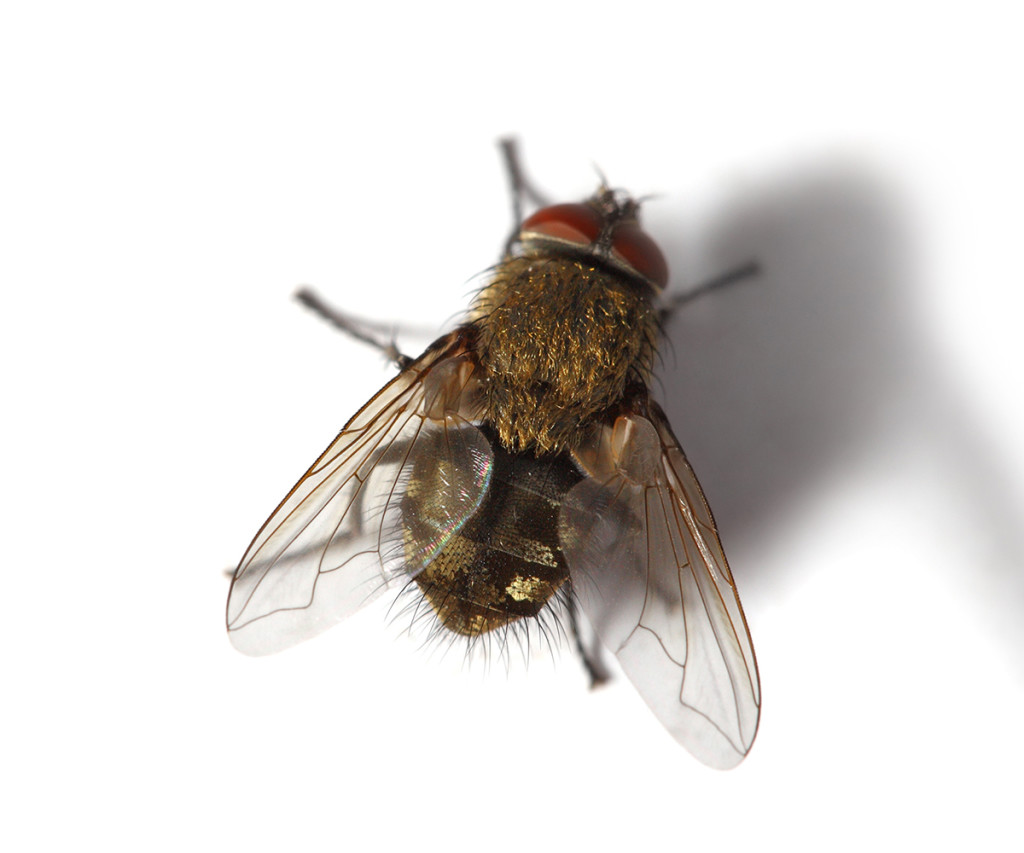 Get Rid of Spring Cluster Flies | Miller Pest Control