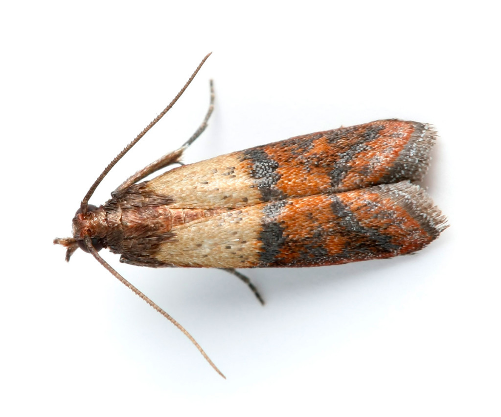 Indian Mealmoth | Miller Pest Control